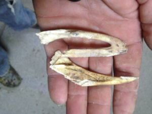 How to Make a Primitive Fish Hook from Deer Bone Survival skills and ...